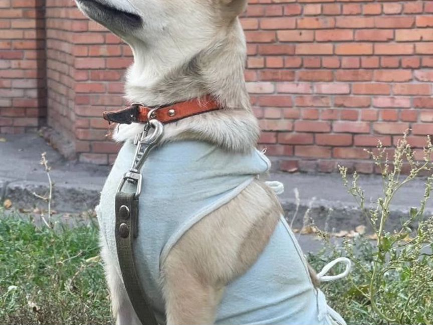 Собака Звёздочка