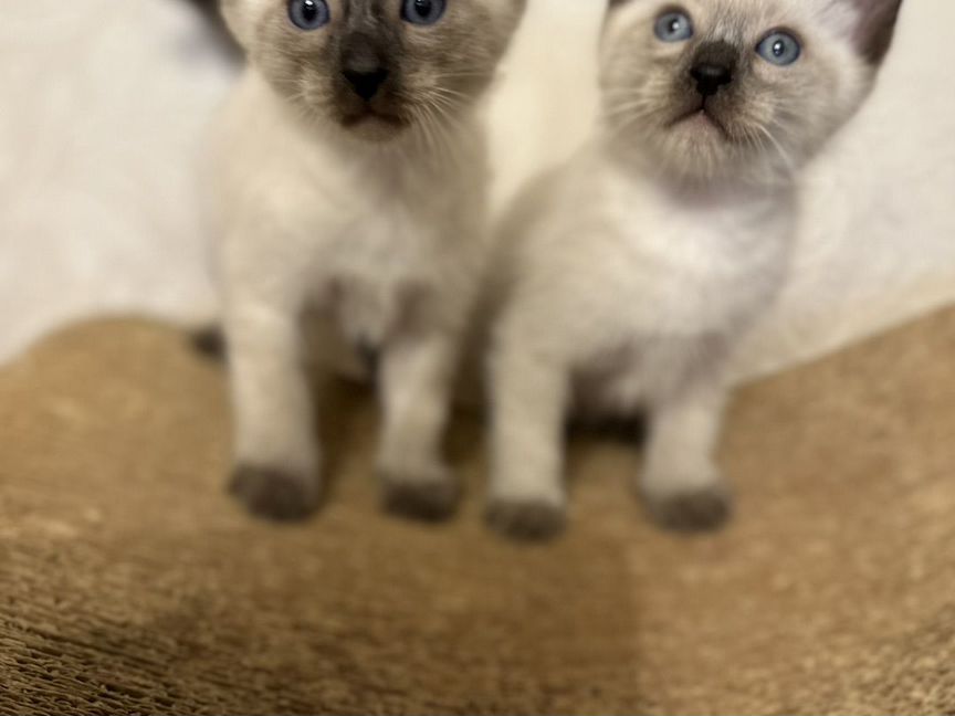 Тайские котята