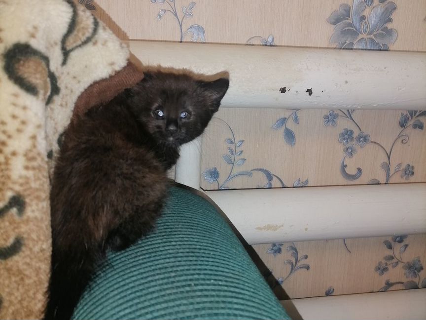 Отдам дарок котяток