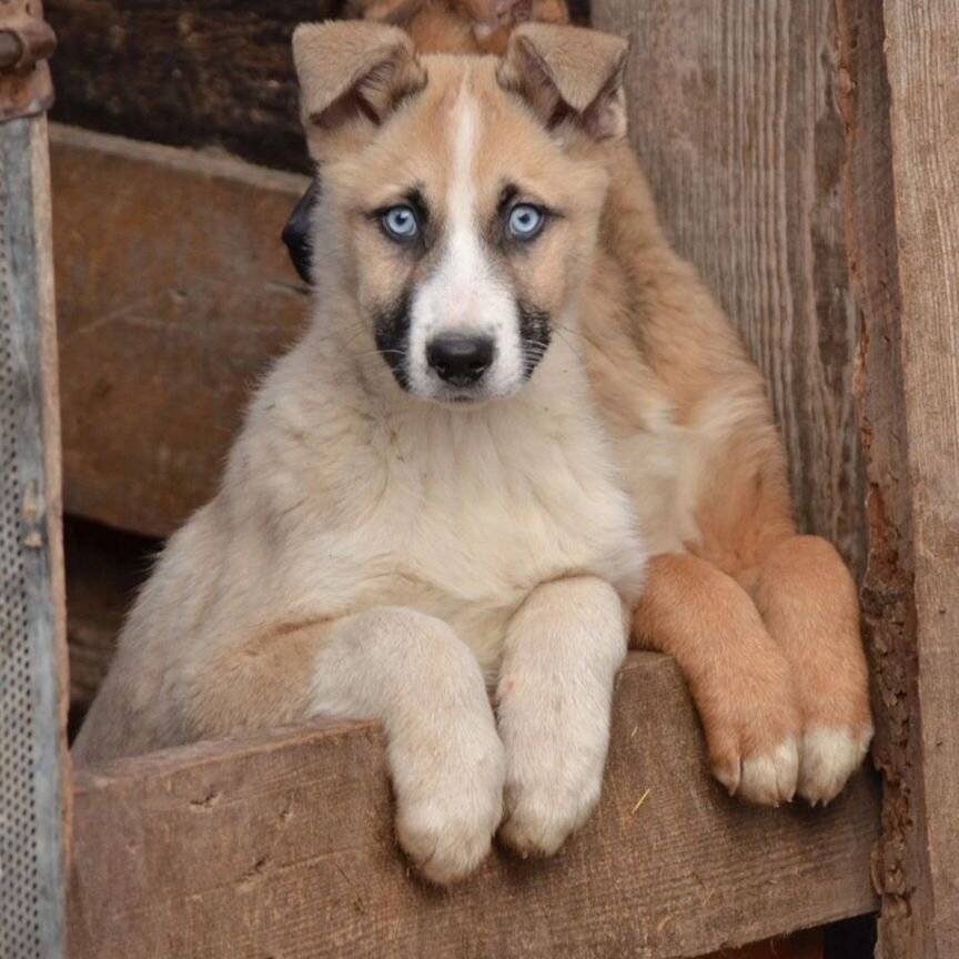 Голубоглазый принц