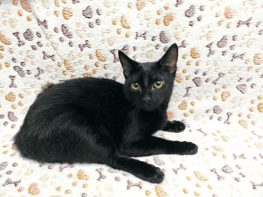 Чёрная кошечка 5 месяцев
