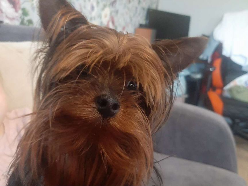 Йоркширский терьер - мальчик