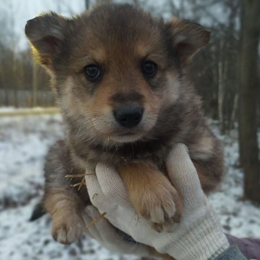 Щенки 1,5мес в добрые руки бесплатно с доставкой