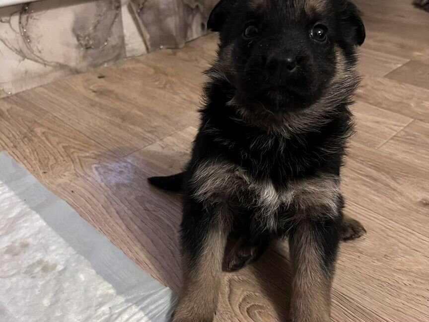 Щенки немецкой овчарки