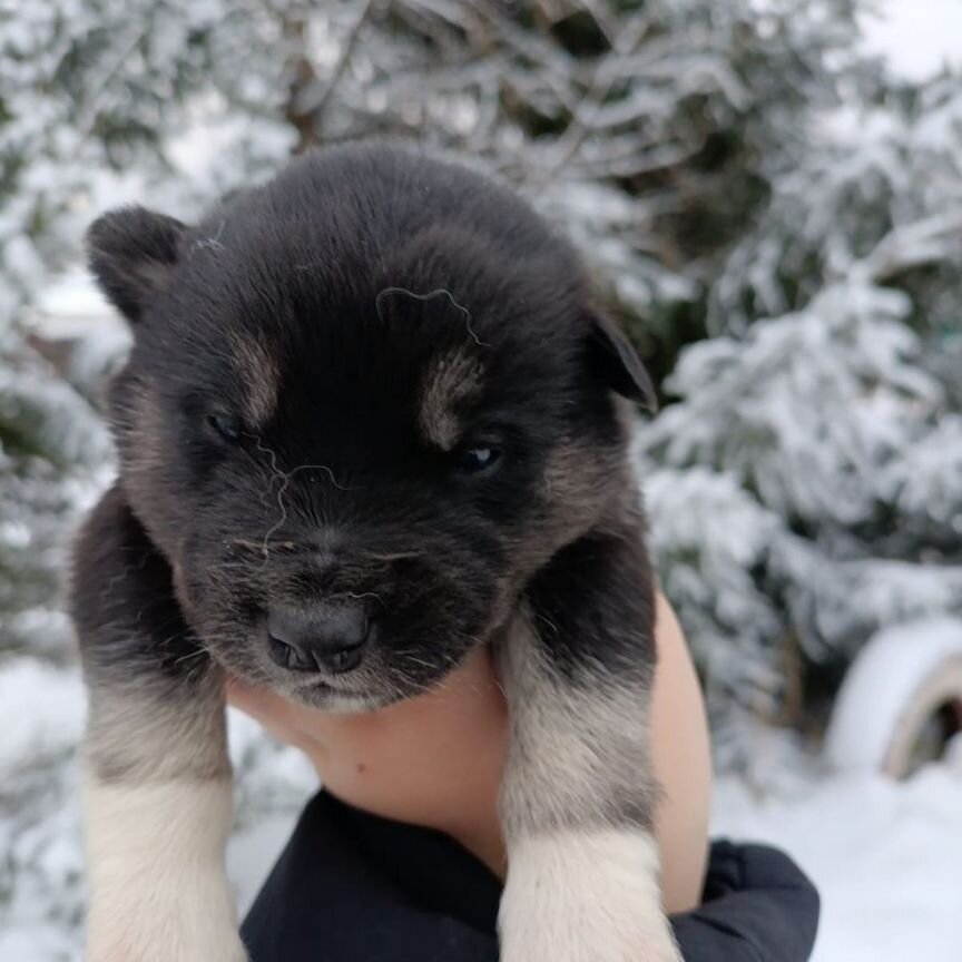 Щенки новогодний подарок