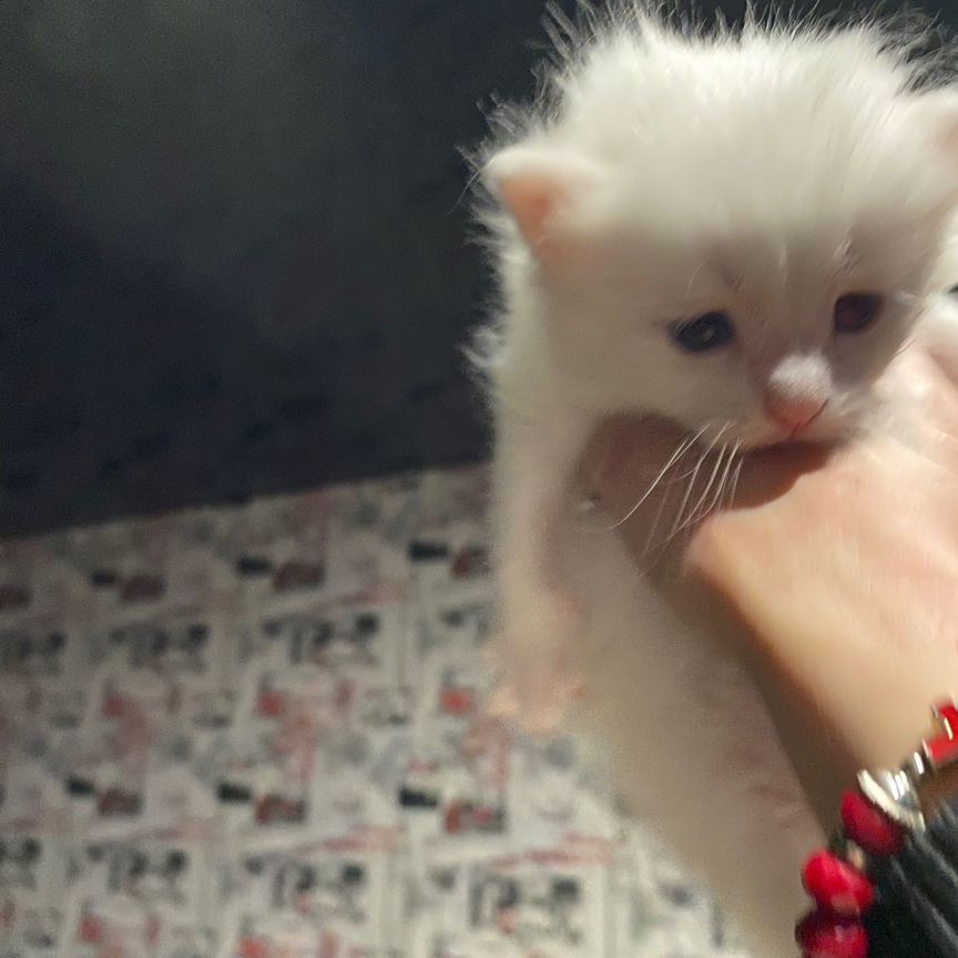Турецкая ангора котёнок