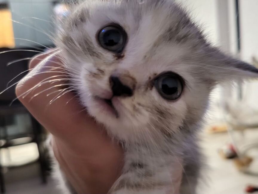 Британские котята