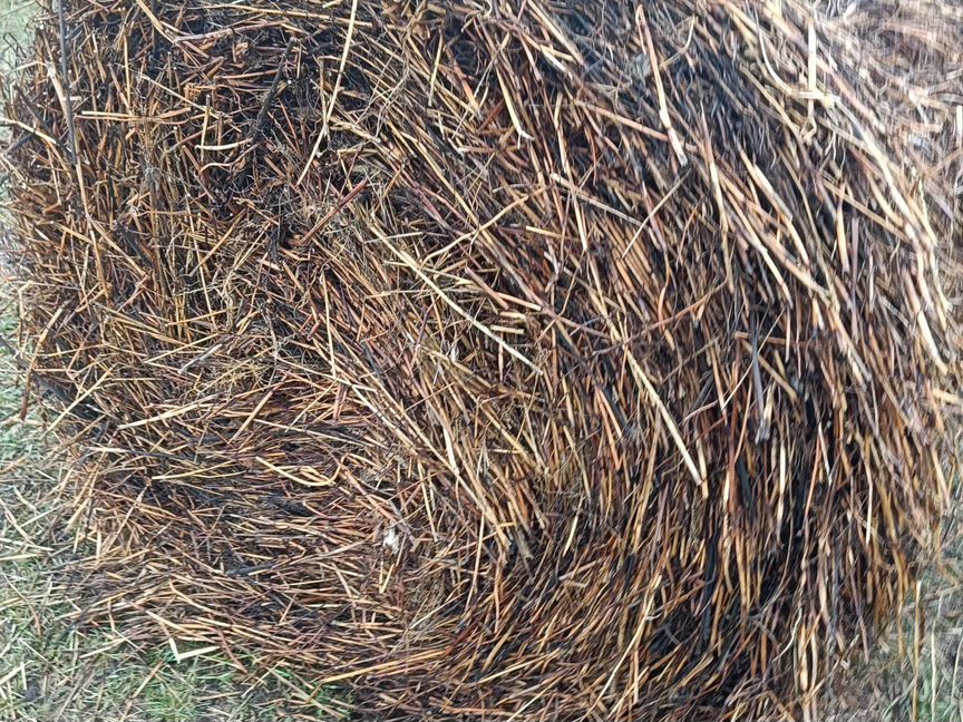 Солома гречневая