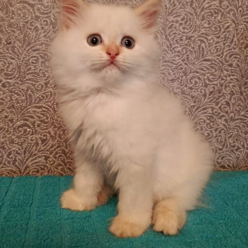 Невский маскарадный котёнок