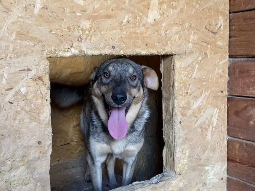 Собака из приюта в добрые руки