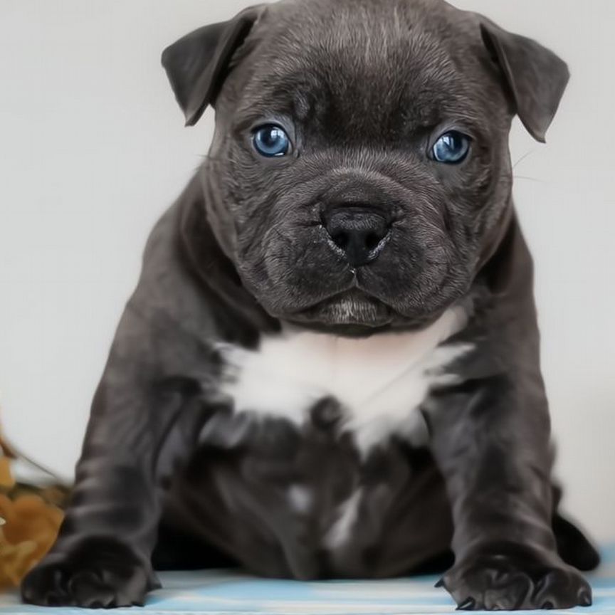 Американский булли, щенок