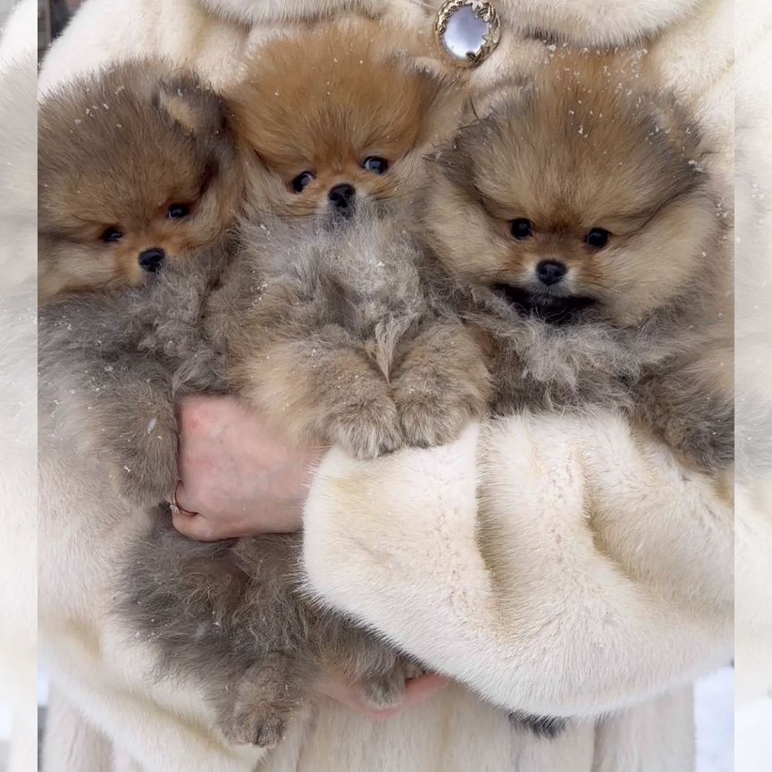 Щенки шпица тип мишка