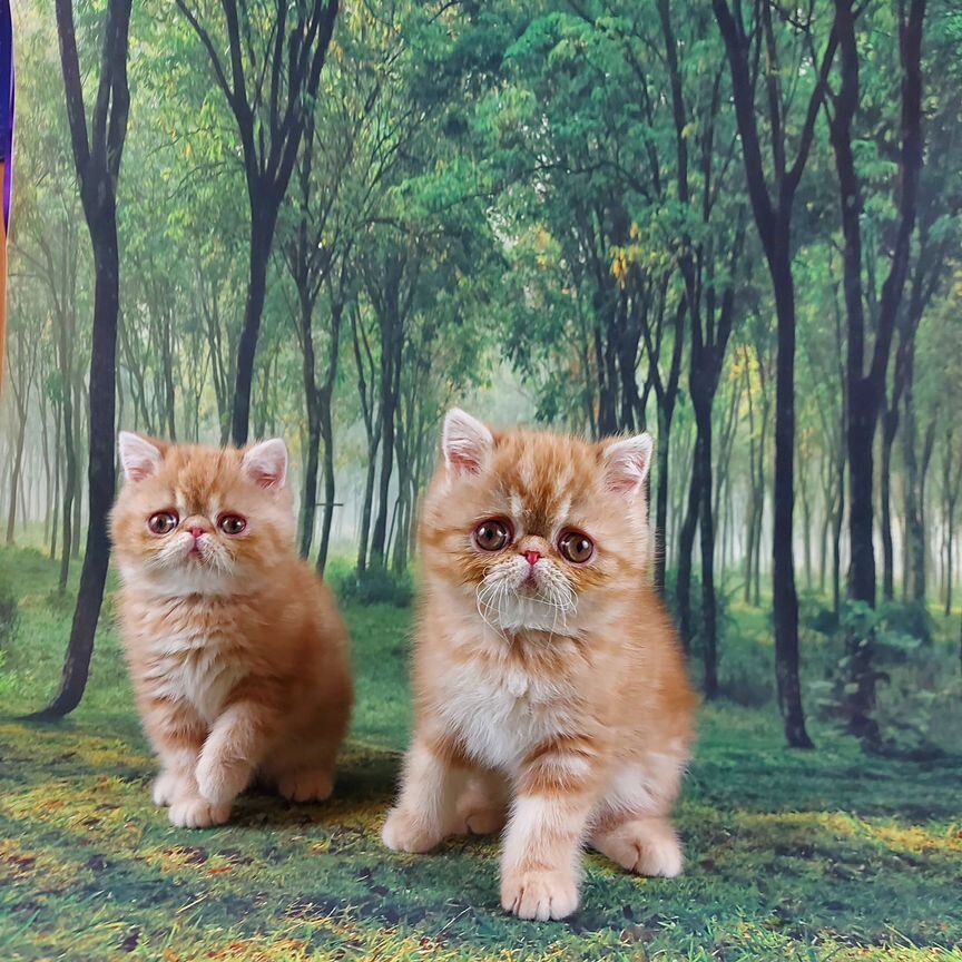 Экзотические котята