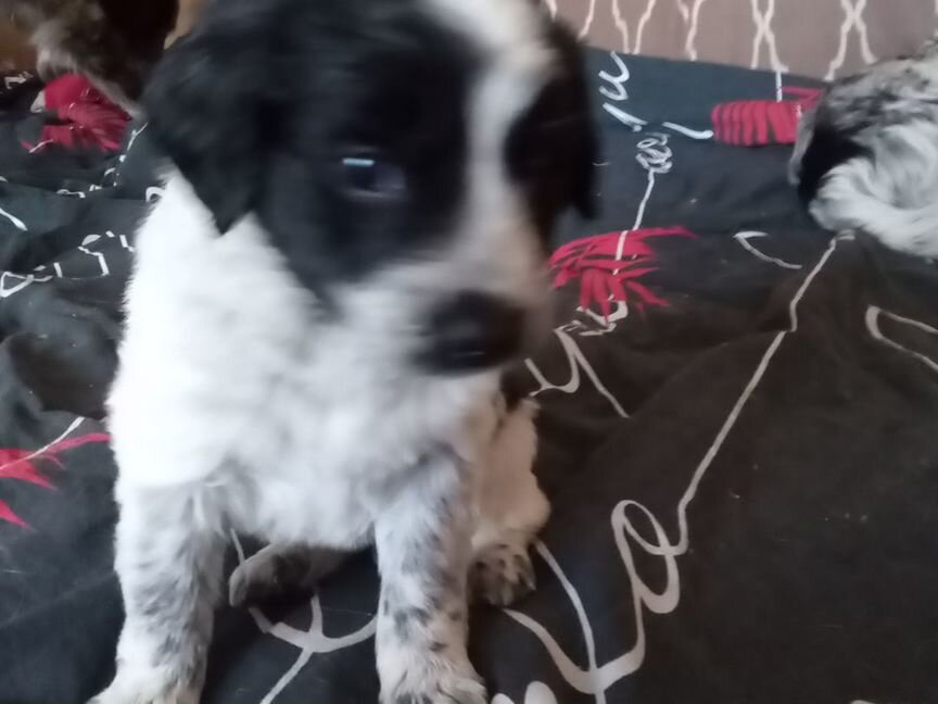 Отдам в добрые руки