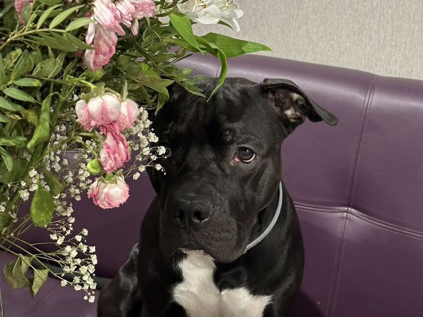 Вязка Кабель Стафорда