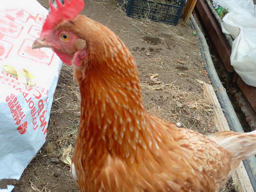 Куры несушки на суп)