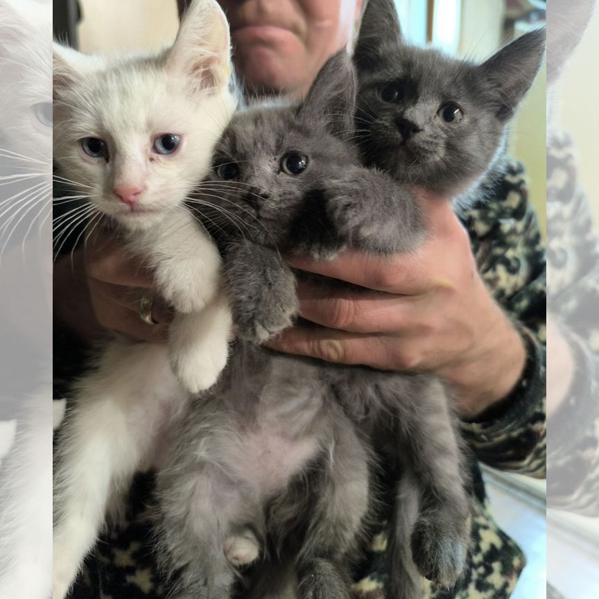 Мейн-кун котёнок