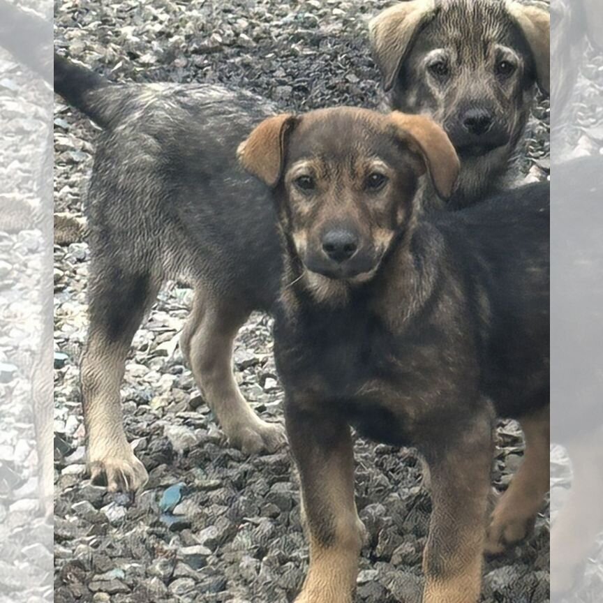 Щенок в добрые руки