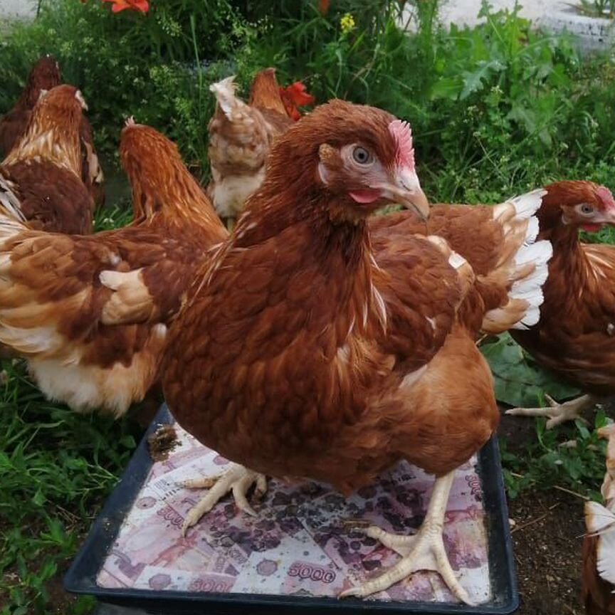 Куры молодки