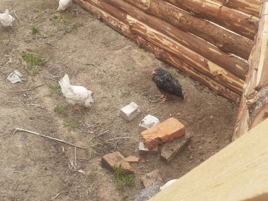 Продам кур молодок