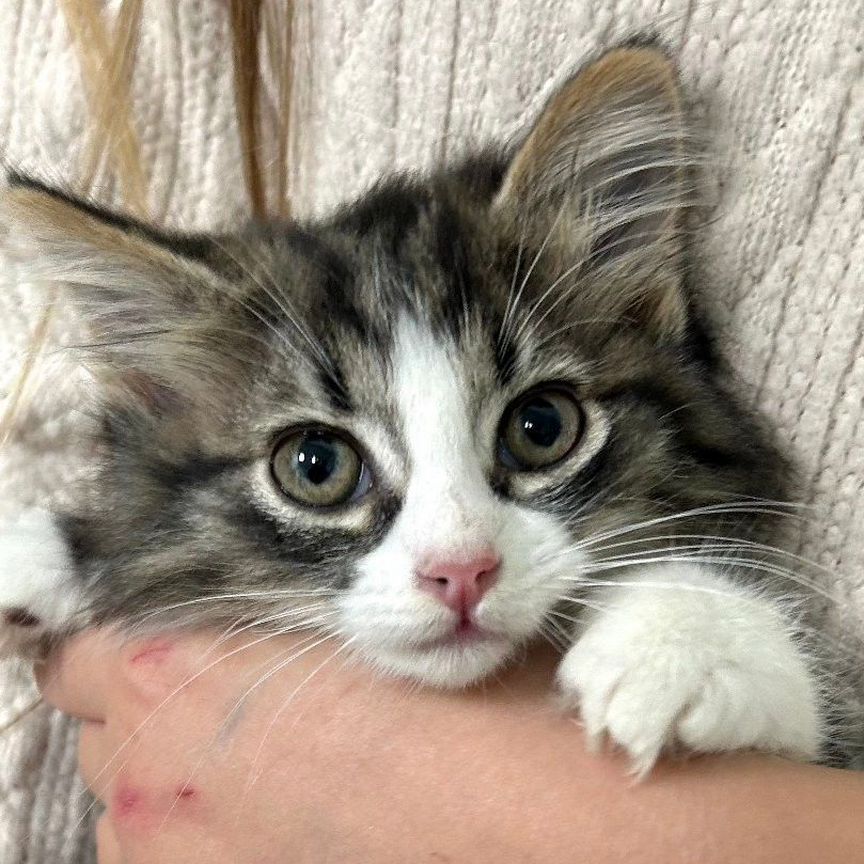 Котёнок в добрые руки