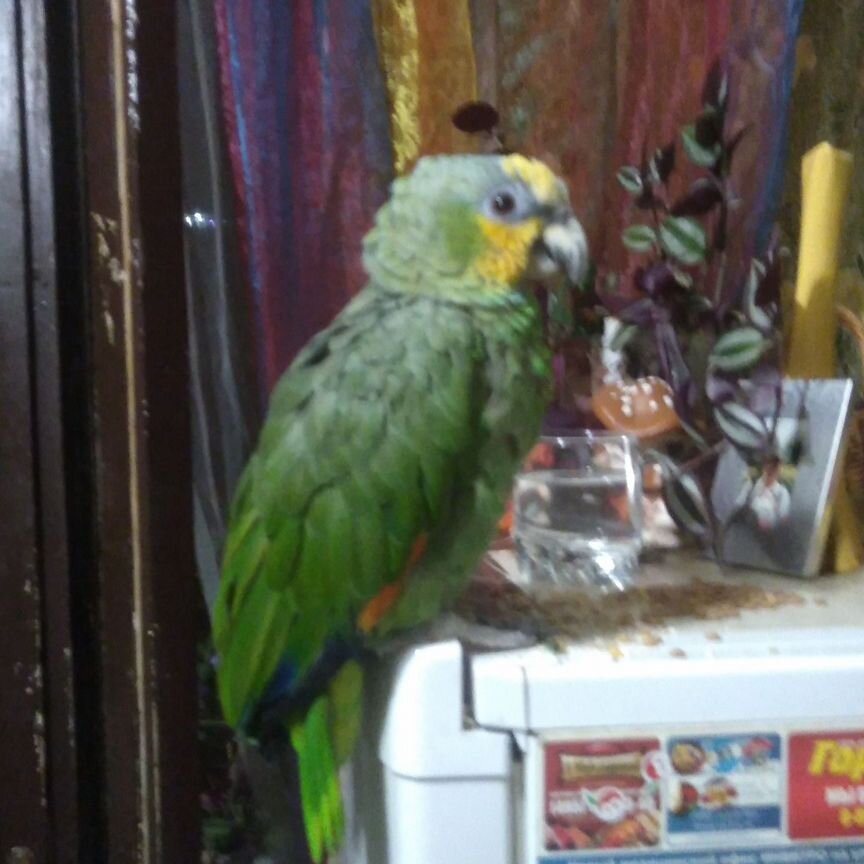 Найден попугай большой, зелёный