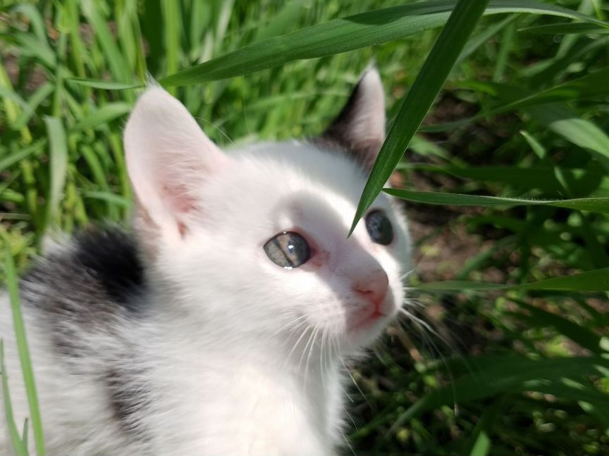 Метисы бобтейла и сноу-шу