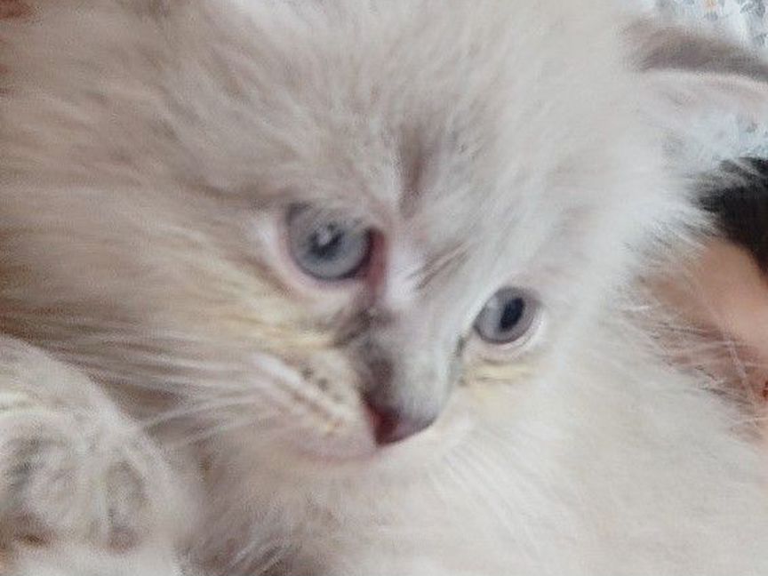 Невская маскарадная котёнок