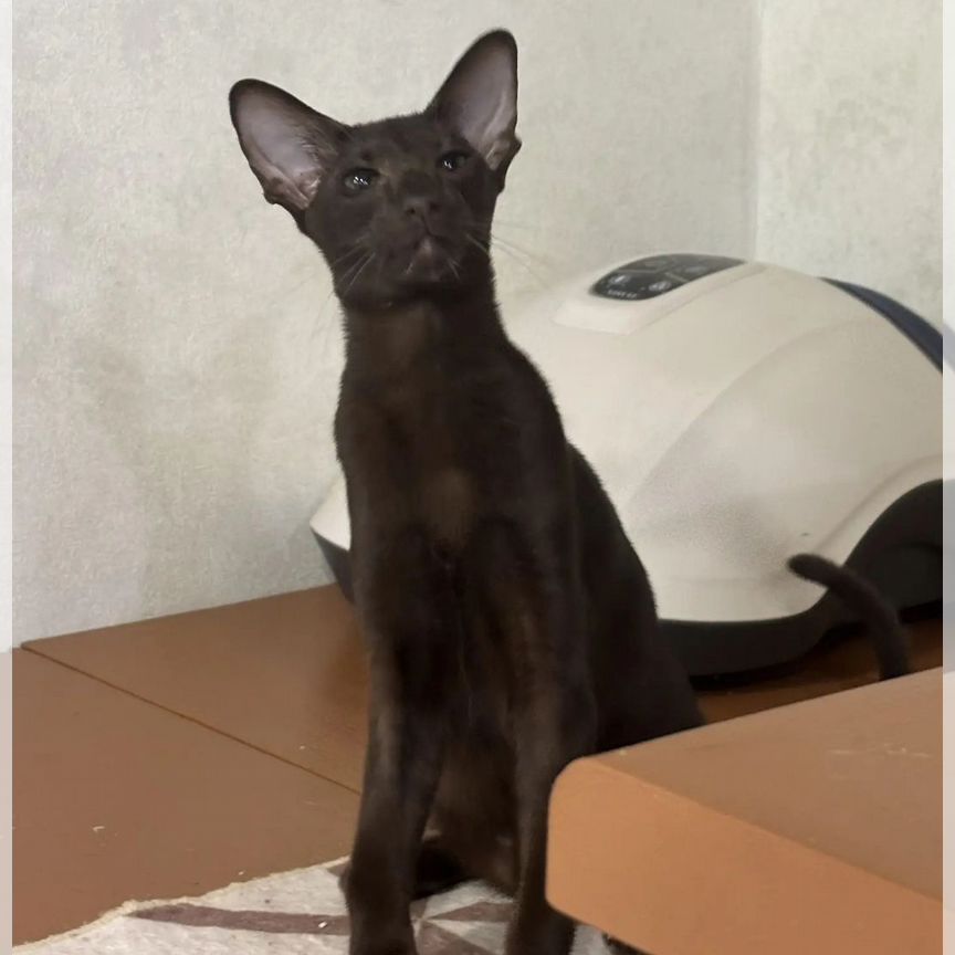 Ориентальный котёнок