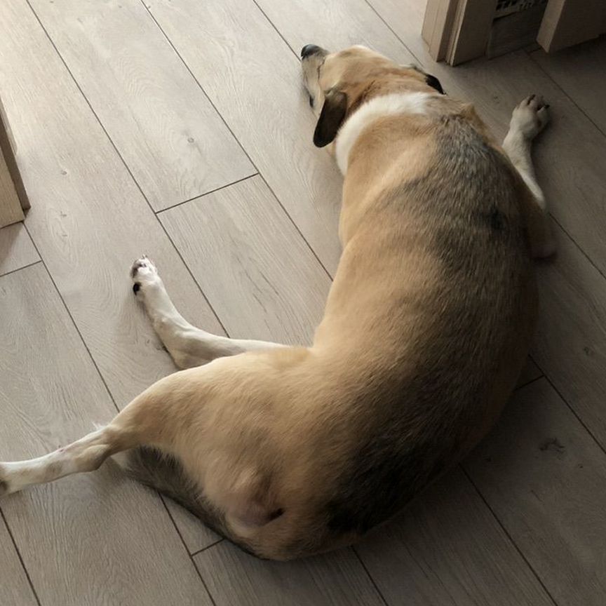 Взрослая собака в добрые руки