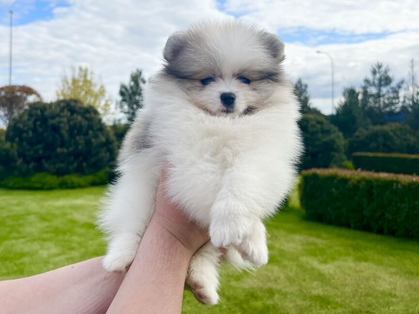 Девочка мечта. Star Ledi