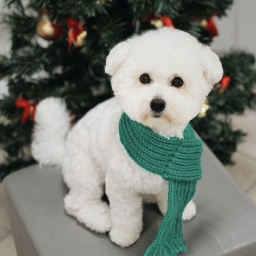 Щенки бишон фризе