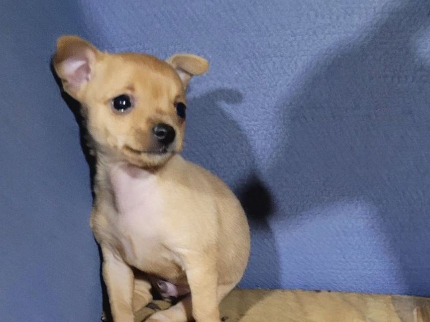 Той-терьер щенок