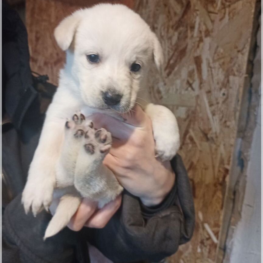 Щенок в добрые руки