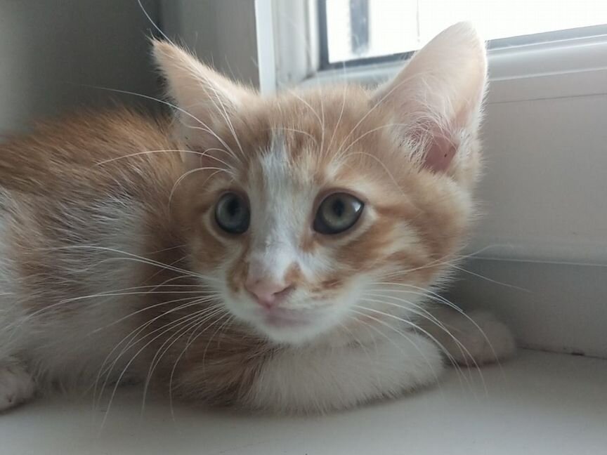 Рыжий малыш ищет маму