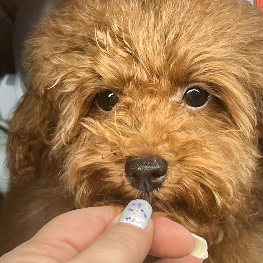 Той-пудель ред braun минимальчишки РКФ