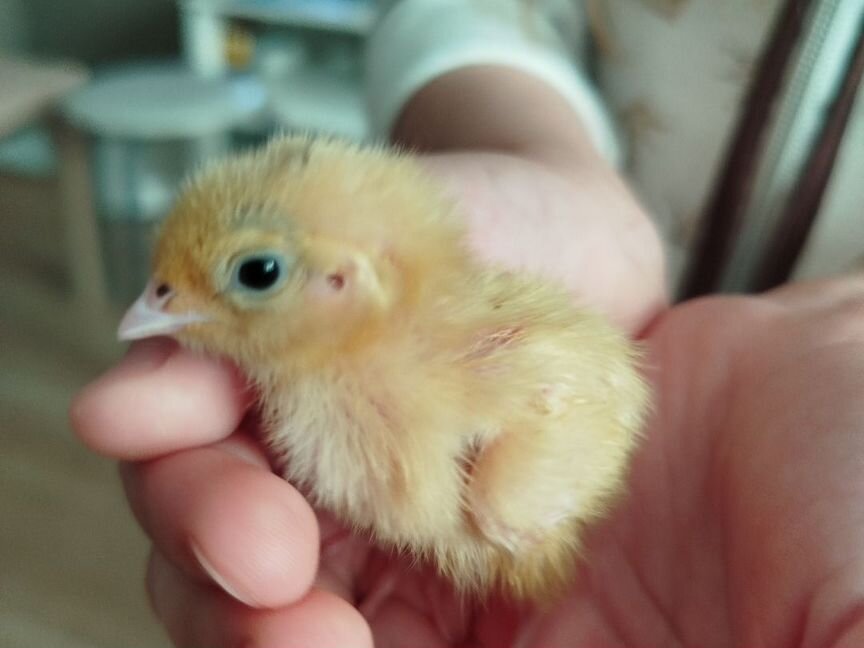 Цыплята перепелов