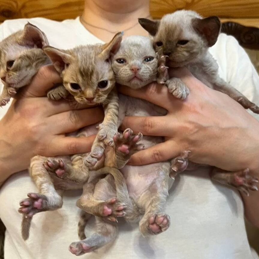 Девон Рекс котята