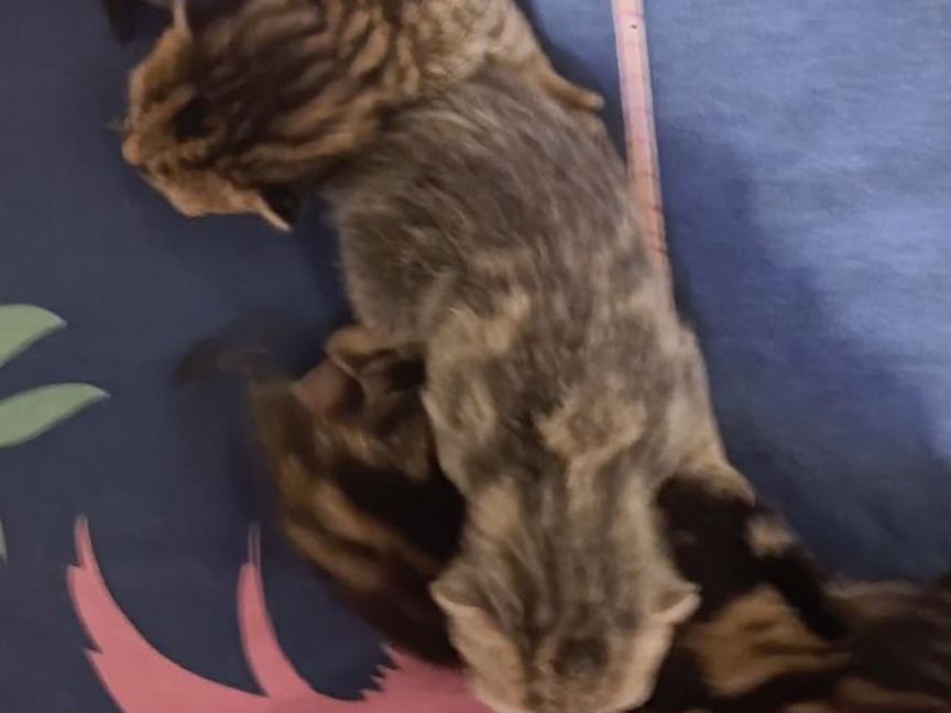 Шотландские котята