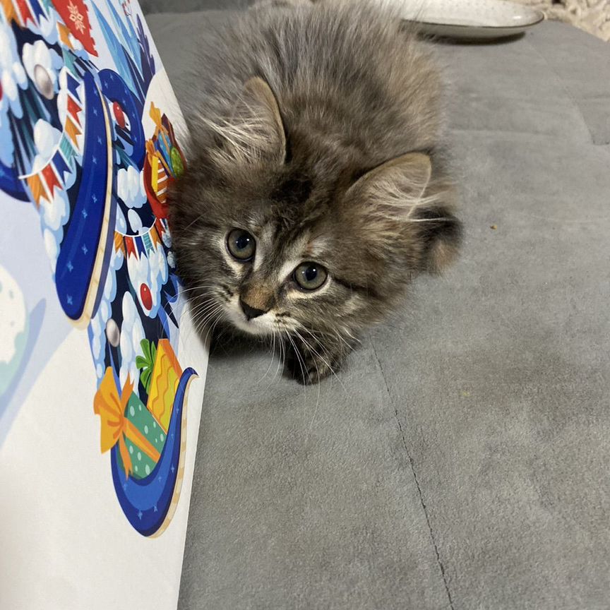 Кошка