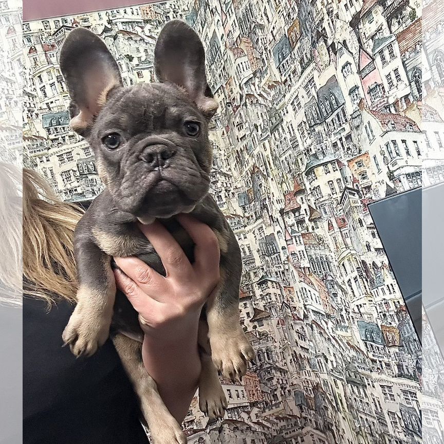 Французский бульдог, щенок