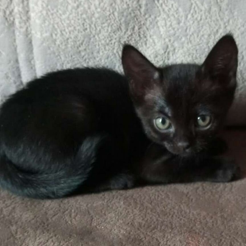 Бурманская кошечка