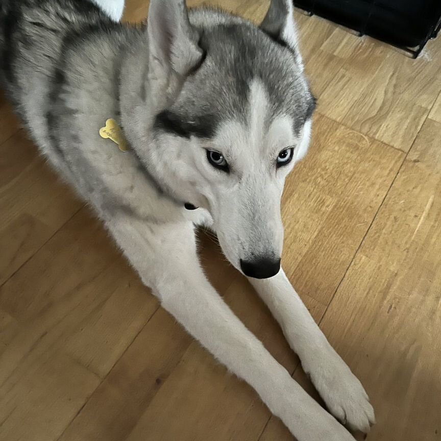 Сибирский хаски