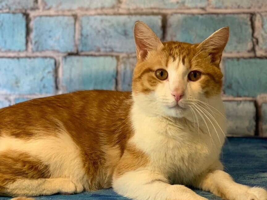 Котик пончик