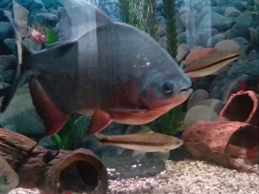 Бесплатно, рыба Паку (травоядная пиранья)