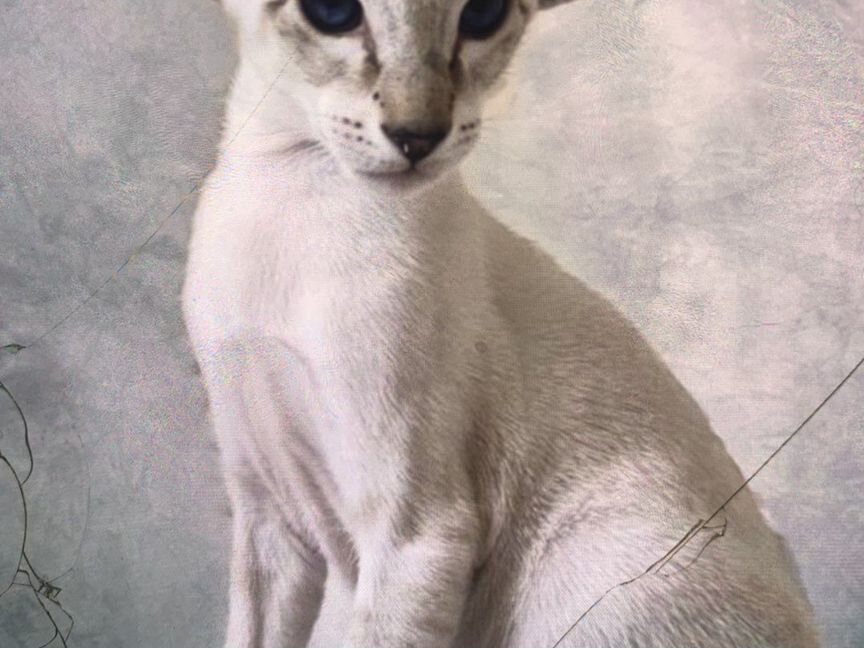 Ориентальный мальчик