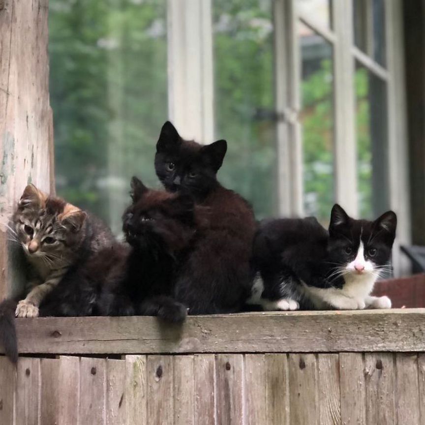 Котята в добрые руки
