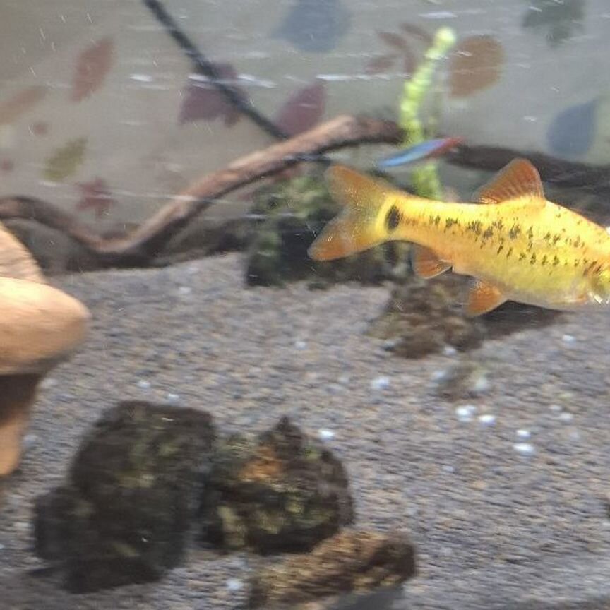 Барбусы, боция