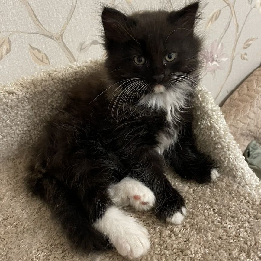 Сибирский котёнок