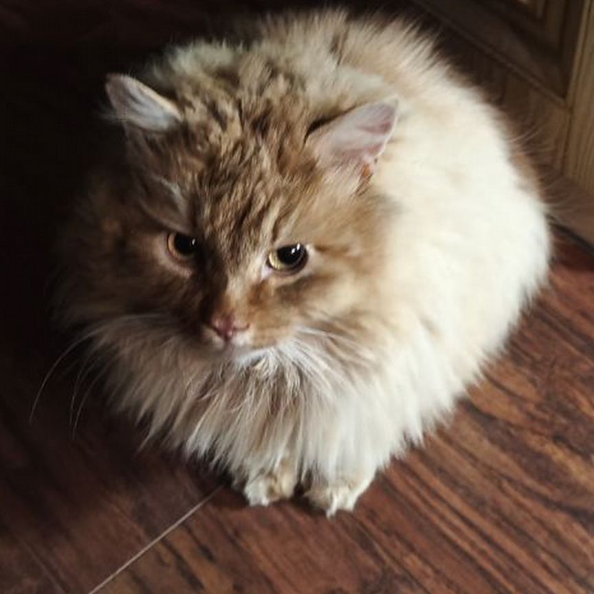 Котик бобтейл